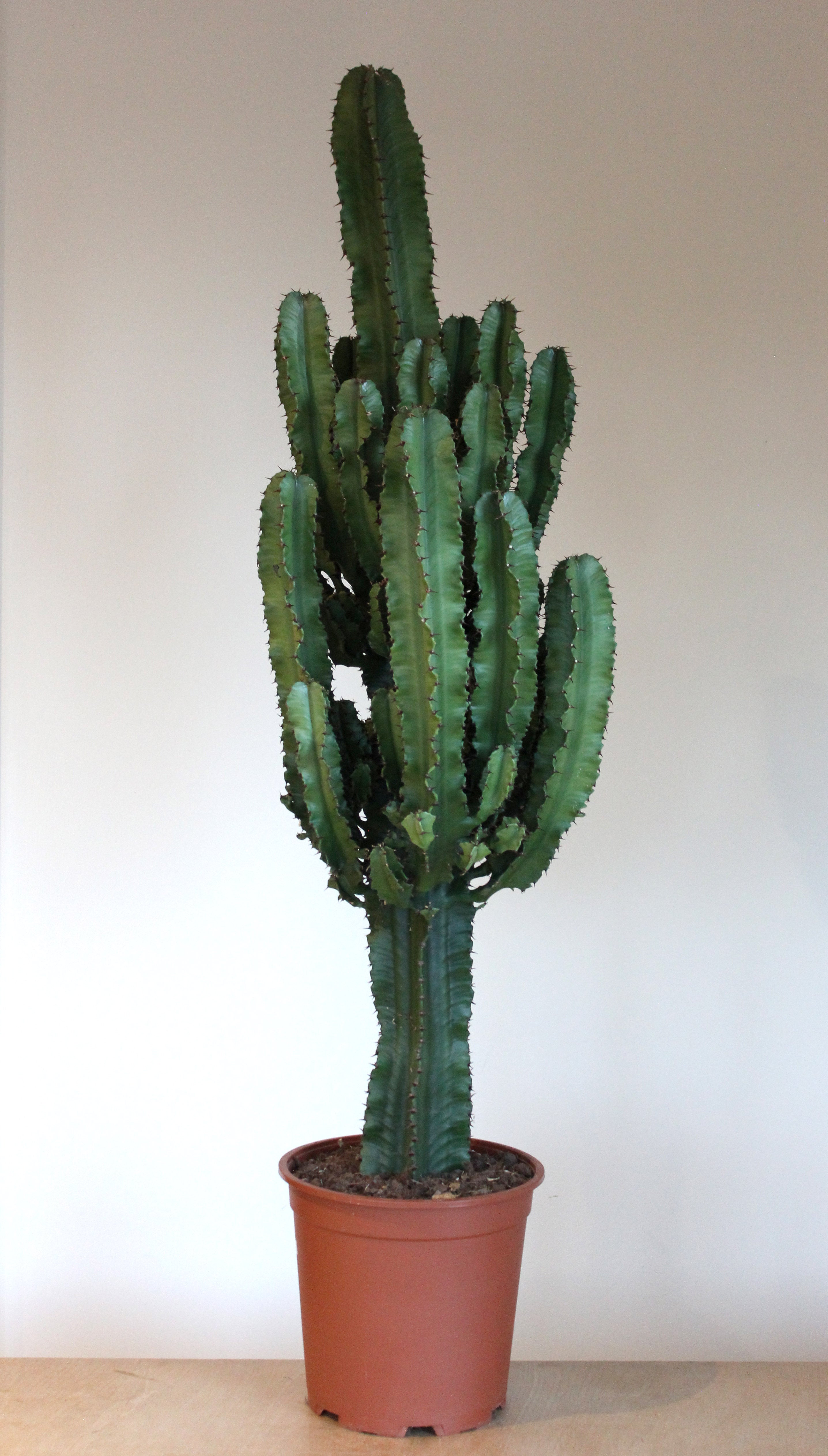 Euphorbia cactus – St Kew Farmshop